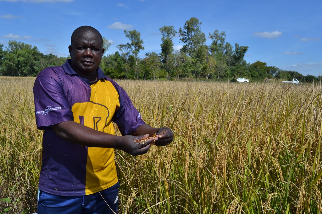 Machinga rice farmers ask Govt, FUM to facilitate contract-farming ...