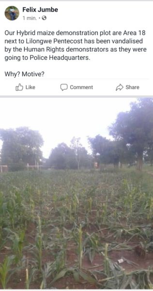 HRDC protesters destroy hybride maize demo plot, smash vehicle of MCP ...