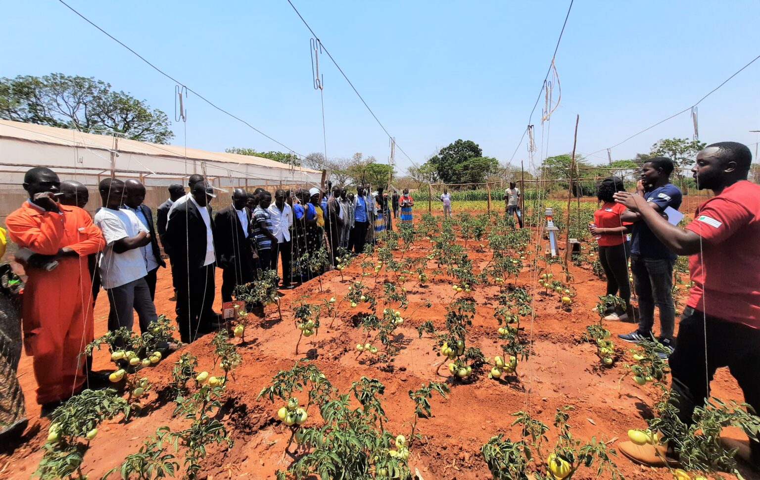Mchinji farmers embark on tomato production learning visit - Malawi ...
