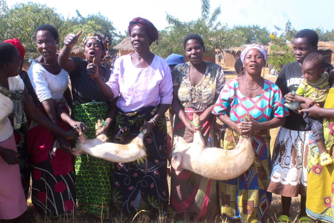 MCP Shadow MP launches Piggery Farming pass-on project - Malawi Nyasa ...