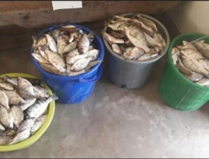 Authorities confiscate Chambo in Nkhotakota Market for ‘illegal ...