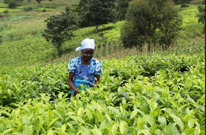 Malawi tea farmers to open fertilizer making factory - Malawi Nyasa ...