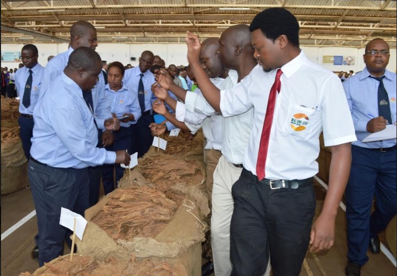 Tobacco back to its golden days? Malawi fetches $182million with only ...