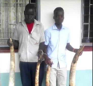 Police arrest two men for illegal possession of ivory - Malawi Nyasa ...